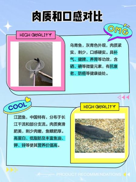 乌江鱼刺多吗_乌江鱼适合老人小孩吃吗-第3张图片-山城妙识 乌江鱼刺多吗_乌江鱼适合老人小孩吃吗-第3张图片-山城妙识