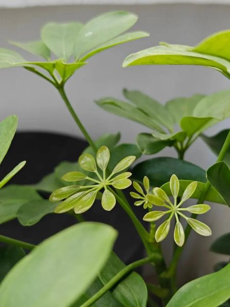 鹅掌柴的功效与作用_鹅掌柴有毒吗-第1张图片-山城妙识 鹅掌柴的功效与作用_鹅掌柴有毒吗-第1张图片-山城妙识