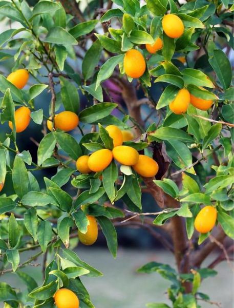 金桔树的寓意是什么_金桔树风水摆放禁忌-第1张图片-山城妙识 金桔树的寓意是什么_金桔树风水摆放禁忌-第1张图片-山城妙识