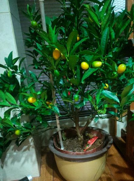 金桔树的寓意是什么_金桔树风水摆放禁忌-第2张图片-山城妙识 金桔树的寓意是什么_金桔树风水摆放禁忌-第2张图片-山城妙识