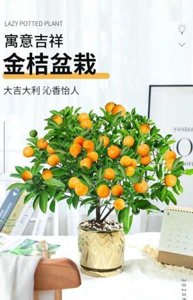 金桔树的寓意是什么_金桔树风水摆放禁忌-第3张图片-山城妙识 金桔树的寓意是什么_金桔树风水摆放禁忌-第3张图片-山城妙识