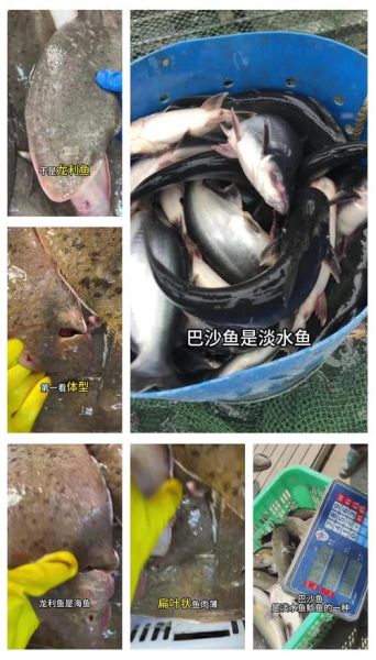龙利鱼和巴沙鱼的区别_怎么分辨两种鱼片-第3张图片-山城妙识 龙利鱼和巴沙鱼的区别_怎么分辨两种鱼片-第3张图片-山城妙识