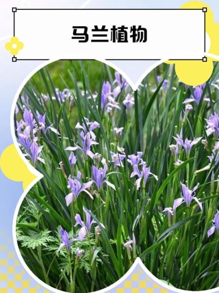 马兰花故事寓意是什么_马兰花传说起源-第2张图片-山城妙识 马兰花故事寓意是什么_马兰花传说起源-第2张图片-山城妙识