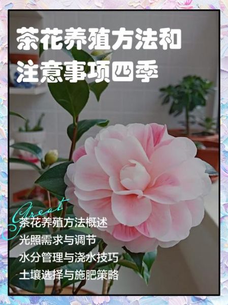 茶花怎么养_茶花养殖注意事项-第1张图片-山城妙识 茶花怎么养_茶花养殖注意事项-第1张图片-山城妙识