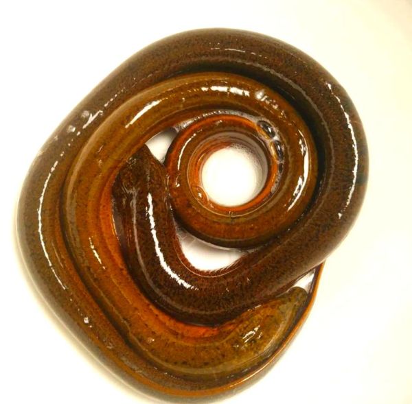 黄鳝煮多久能杀死寄生虫_黄鳝煮几分钟安全-第1张图片-山城妙识