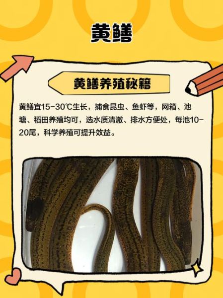黄鳝煮多久能杀死寄生虫_黄鳝煮几分钟安全-第3张图片-山城妙识
