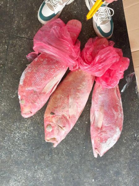 冷冻红鱼怎么做好吃_冷冻红鱼的做法步骤-第3张图片-山城妙识 冷冻红鱼怎么做好吃_冷冻红鱼的做法步骤-第3张图片-山城妙识