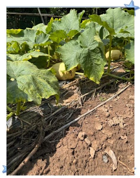 崇明金瓜的营养价值_崇明金瓜怎么吃最好-第1张图片-山城妙识 崇明金瓜的营养价值_崇明金瓜怎么吃最好-第1张图片-山城妙识