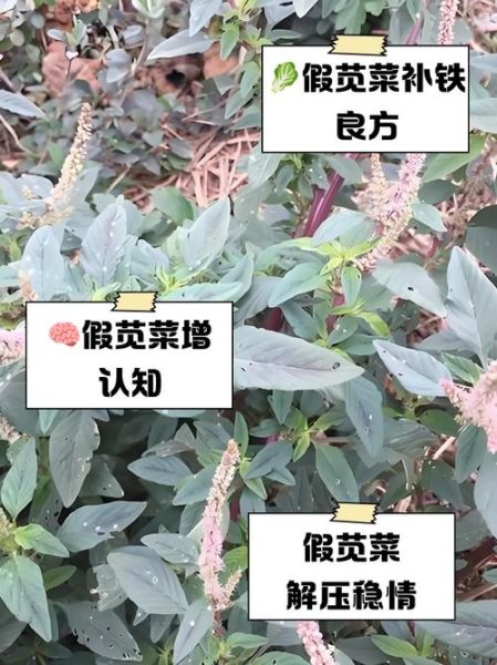 苋菜红和辣椒红哪个更安全_天然色素如何辨别真假-第2张图片-山城妙识 苋菜红和辣椒红哪个更安全_天然色素如何辨别真假-第2张图片-山城妙识
