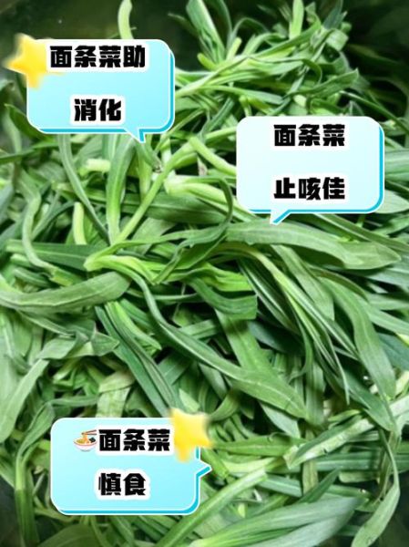 面条菜不能和什么一起吃_孕妇能吃面条菜吗-第1张图片-山城妙识 面条菜不能和什么一起吃_孕妇能吃面条菜吗-第1张图片-山城妙识