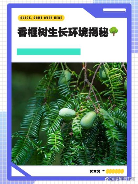 香榧树适合种在哪里_香榧树种植条件有哪些-第1张图片-山城妙识
