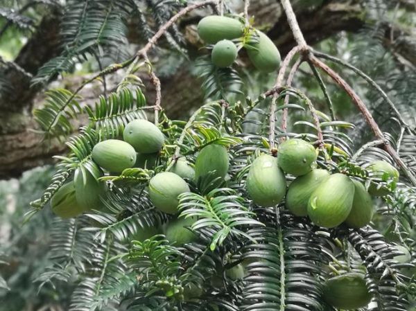 香榧树适合种在哪里_香榧树种植条件有哪些-第3张图片-山城妙识
