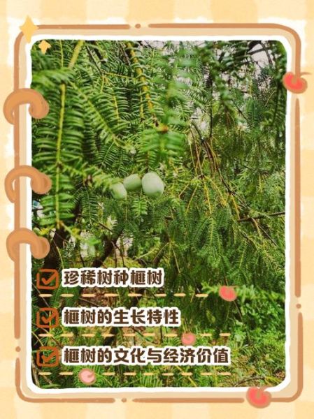 香榧树适合种在哪里_香榧树种植条件有哪些-第2张图片-山城妙识