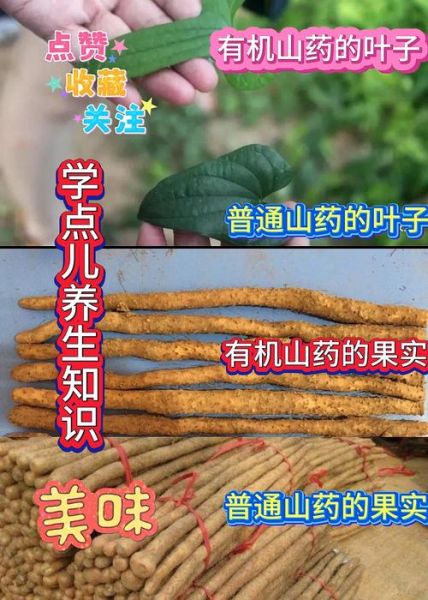 野山药叶子长什么样_野山药叶子图片怎么识别-第1张图片-山城妙识