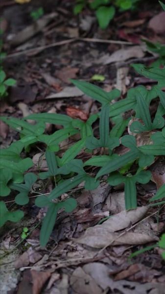 野山药叶子长什么样_野山药叶子图片怎么识别-第2张图片-山城妙识