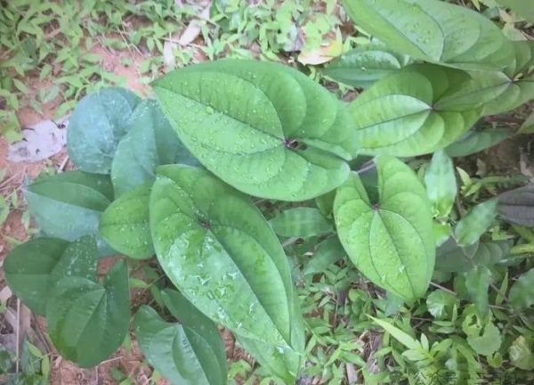 野山药叶子长什么样_野山药叶子图片怎么识别-第3张图片-山城妙识