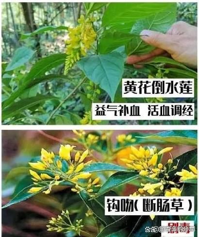 断肠草是什么_断肠草中毒怎么办-第1张图片-山城妙识