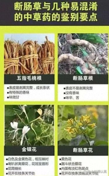 断肠草是什么_断肠草中毒怎么办-第3张图片-山城妙识