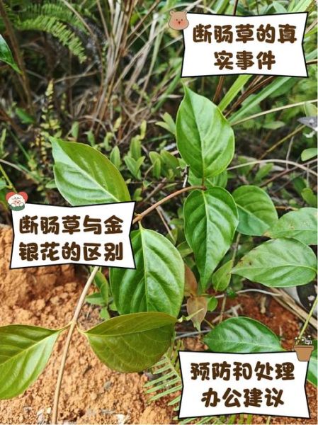 断肠草是什么_断肠草中毒怎么办-第2张图片-山城妙识