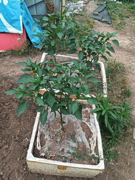 佛手瓜怎么留种子_佛手瓜留种图片步骤-第1张图片-山城妙识