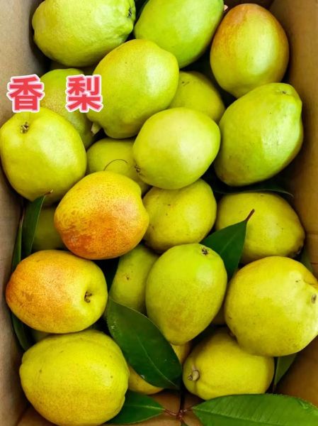 香梨热量是多少_香梨减肥能吃吗-第2张图片-山城妙识