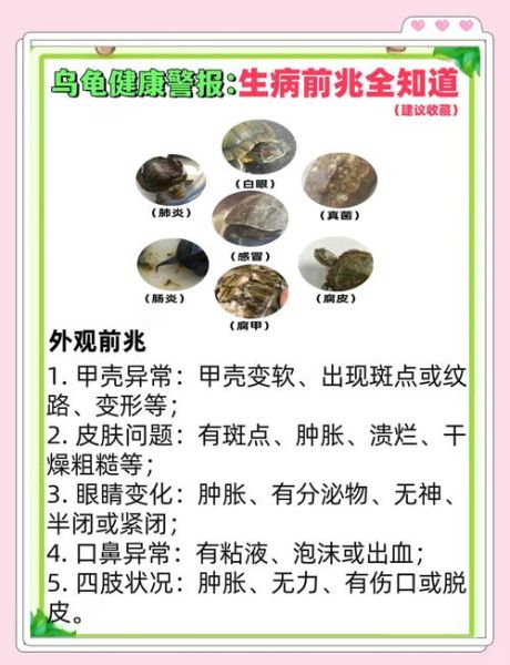 女人为什么不能吃乌龟_乌龟对女人有什么危害-第3张图片-山城妙识