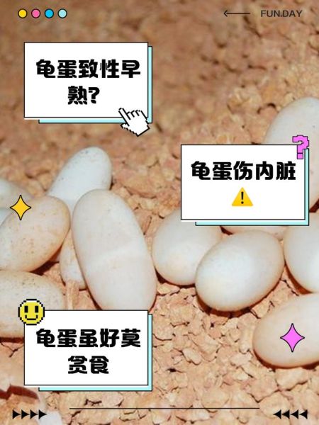 女人为什么不能吃乌龟_乌龟对女人有什么危害-第1张图片-山城妙识