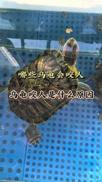 女人为什么不能吃乌龟_乌龟对女人有什么危害-第2张图片-山城妙识