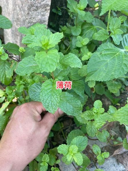 荆芥长什么样子_荆芥和薄荷怎么区分-第1张图片-山城妙识
