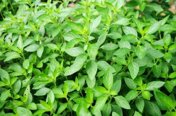 荆芥长什么样子_荆芥和薄荷怎么区分-第3张图片-山城妙识