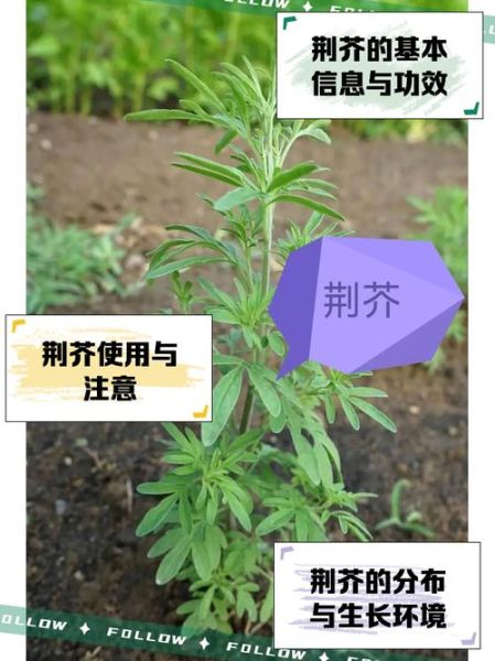 荆芥长什么样子_荆芥和薄荷怎么区分-第2张图片-山城妙识