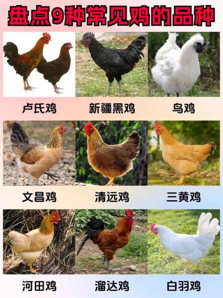 鸡品种大全_鸡图片大全高清图鉴-第3张图片-山城妙识