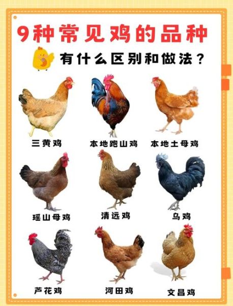 鸡品种大全_鸡图片大全高清图鉴-第2张图片-山城妙识