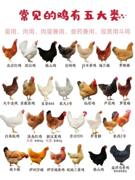 鸡品种大全_鸡图片大全高清图鉴-第1张图片-山城妙识
