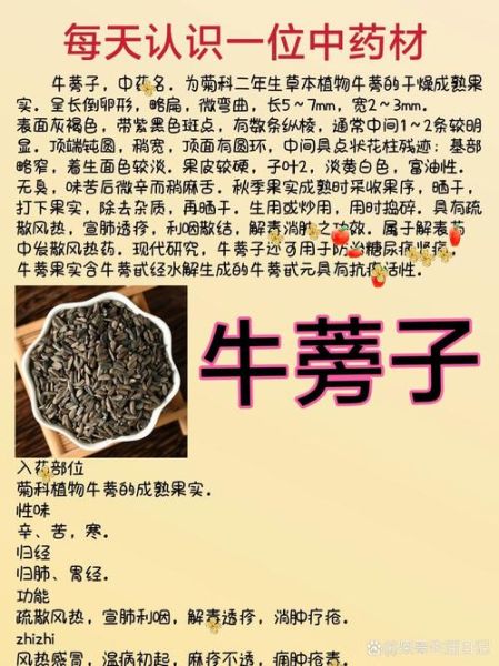 牛蒡子功效与作用_牛蒡子图片大全-第1张图片-山城妙识