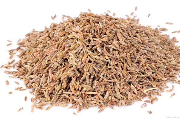 茴香籽和孜然是一种东西吗_怎么区分茴香籽和孜然-第2张图片-山城妙识 茴香籽和孜然是一种东西吗_怎么区分茴香籽和孜然-第2张图片-山城妙识