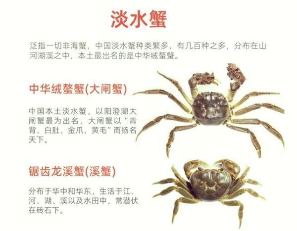 蟹类大全及名字_常见蟹种有哪些-第3张图片-山城妙识 蟹类大全及名字_常见蟹种有哪些-第3张图片-山城妙识