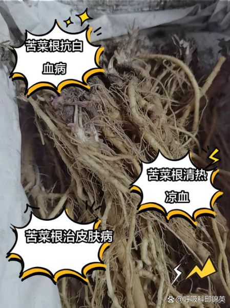 苦菜根的功效与作用_苦菜根怎么吃效果最好-第1张图片-山城妙识 苦菜根的功效与作用_苦菜根怎么吃效果最好-第1张图片-山城妙识