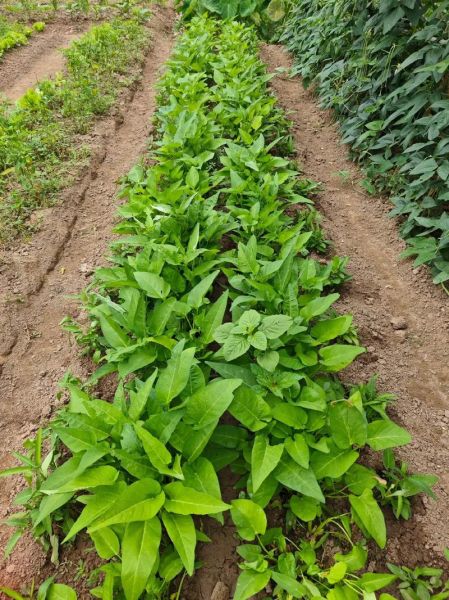 空心菜怎么种_空心菜种植技术与管理-第3张图片-山城妙识 空心菜怎么种_空心菜种植技术与管理-第3张图片-山城妙识