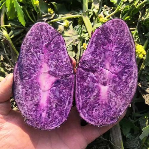 黑土豆适合哪里种植_黑土豆种植条件-第3张图片-山城妙识 黑土豆适合哪里种植_黑土豆种植条件-第3张图片-山城妙识