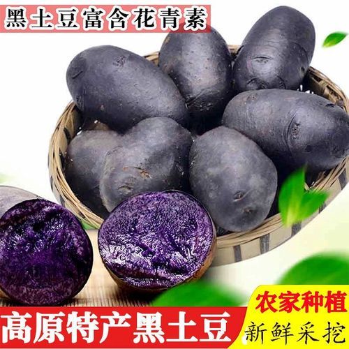 黑土豆适合哪里种植_黑土豆种植条件-第2张图片-山城妙识 黑土豆适合哪里种植_黑土豆种植条件-第2张图片-山城妙识