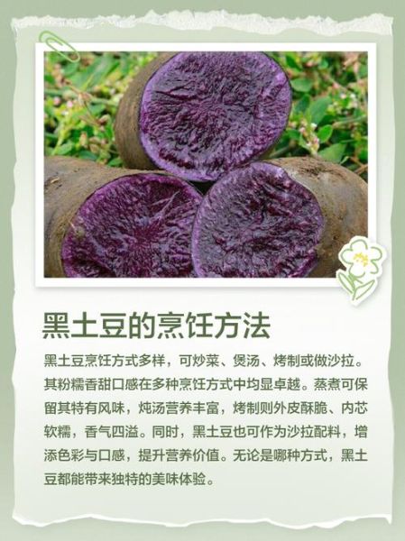 黑土豆适合哪里种植_黑土豆种植条件-第1张图片-山城妙识 黑土豆适合哪里种植_黑土豆种植条件-第1张图片-山城妙识