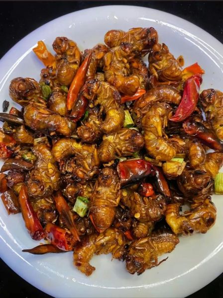 冻过的金蝉怎么做好吃_冷冻金蝉最佳做法-第2张图片-山城妙识 冻过的金蝉怎么做好吃_冷冻金蝉最佳做法-第2张图片-山城妙识