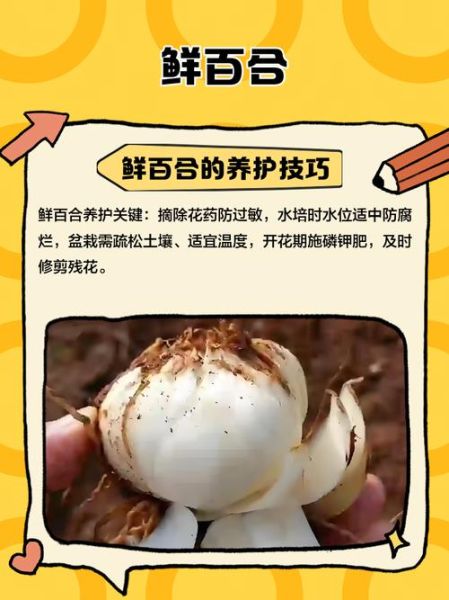 新鲜百合怎么保存_新鲜百合的功效与作用-第1张图片-山城妙识