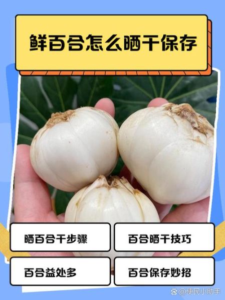新鲜百合怎么保存_新鲜百合的功效与作用-第2张图片-山城妙识
