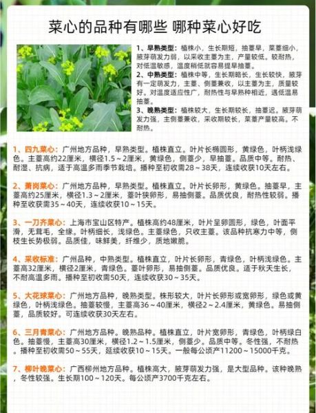 菜心苗和菜心的区别_哪个更营养-第1张图片-山城妙识 菜心苗和菜心的区别_哪个更营养-第1张图片-山城妙识