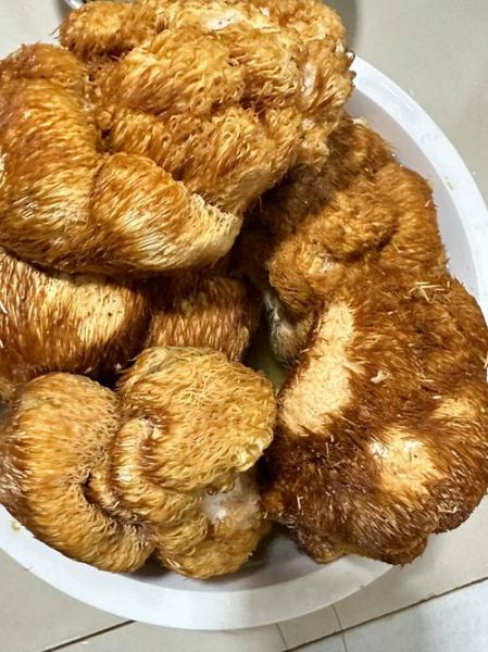 猴头菇怎么做好吃_猴头菇有什么功效-第2张图片-山城妙识 猴头菇怎么做好吃_猴头菇有什么功效-第2张图片-山城妙识