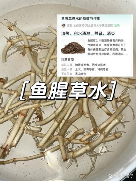 鱼腥草泡茶天天喝有害吗_鱼腥草长期饮用的副作用-第3张图片-山城妙识 鱼腥草泡茶天天喝有害吗_鱼腥草长期饮用的副作用-第3张图片-山城妙识