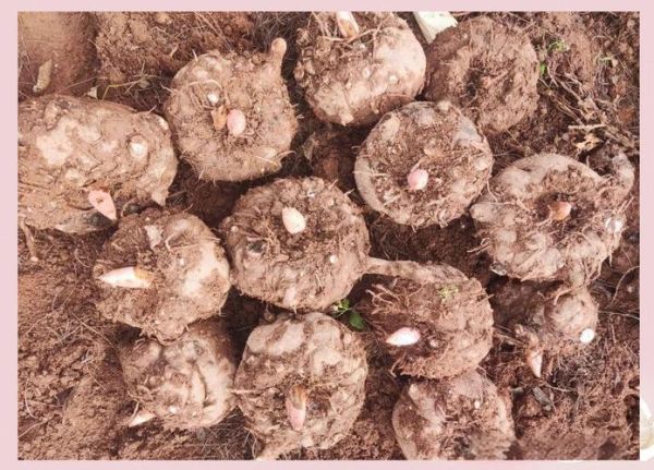 魔芋长什么样子_魔芋植物图片大全-第2张图片-山城妙识 魔芋长什么样子_魔芋植物图片大全-第2张图片-山城妙识