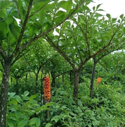 魔芋长什么样子_魔芋植物图片大全-第1张图片-山城妙识 魔芋长什么样子_魔芋植物图片大全-第1张图片-山城妙识